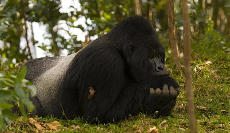 9 MAJOR FACTS ABOUT SILVERBACK GORILLAS - Visit Rwanda Gorilla